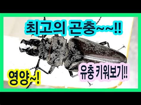 영양사슴하늘소 유충을 누구나 키워보기 번식에 또 번식을 시켜보겠습니다 YouTube