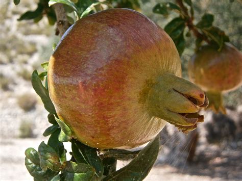 Free Images Tree Branch Fruit Leaf Flower Food Produce Botany