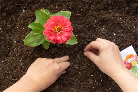 How To Plant Zinnia Seeds