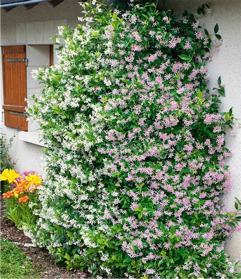 BALDUR Garten Duft Jasmin Pink Weiß 2 Pflanzen Trachelospermum