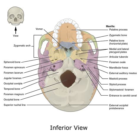 Foramen Spinosum Contents