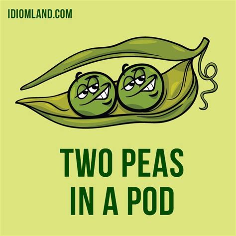 Our Idiom Of The Day Is Like Two Peas In A Pod Which Means Very