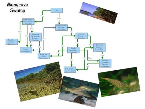Food Web Insight Maker