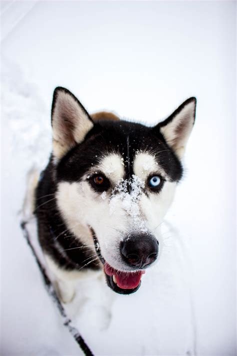 Cual Es La Diferencia Entre Un Husky Siberiano Y Un Malamute De Alaska