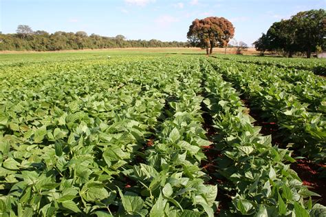 Plantação de feijão conheça as melhores práticas