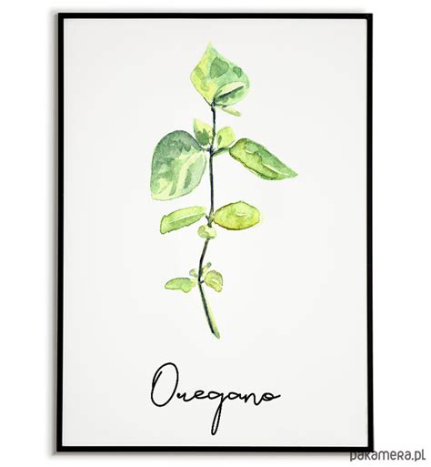 Plakat Botaniczny Grafika Ro Lina Zio A Oregano Pakamera Pl