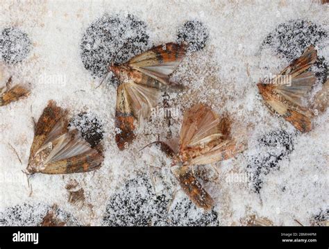 Las Polillas Muertas De La Harina De Indianharn Son Insectos Que