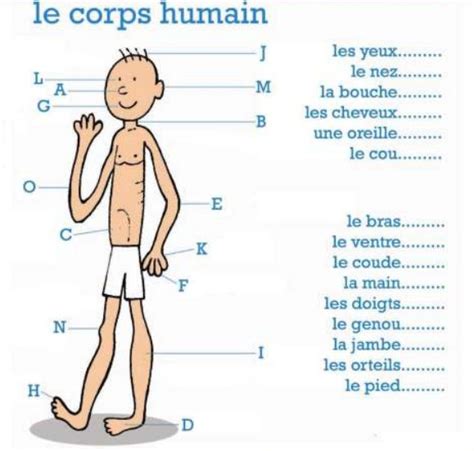 Le Corps Humain FLE Lexique Du Corps Pinterest Parties
