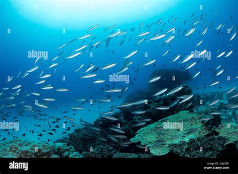 A Group Of Fish Swimming Around Coral Reef At The Great Barrier Reef