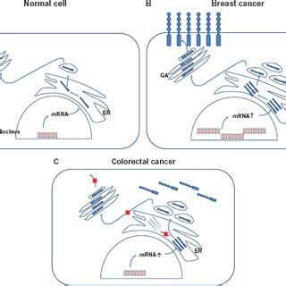 Trastuzumab Schematic Structure The Structure Of HER2 Ectodomain In