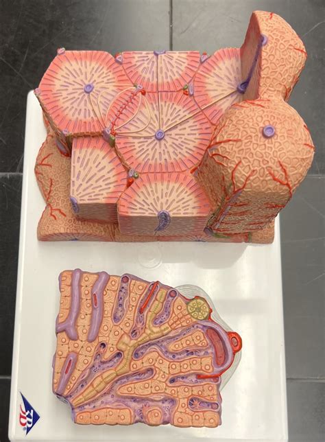 Liver Lobules Diagram Quizlet