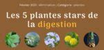 Les plantes médicinales de la digestion Epione Bien être