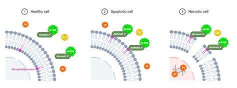 Annexin V AF 488 Apoptosis Detection Kit