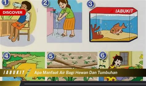 Kamu Wajib Tahu 7 Manfaat Air Bagi Hewan Dan Tumbuhan Yang Jarang