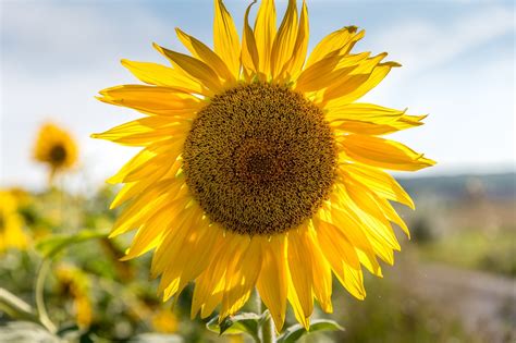 Sonnenblume Blume Gelbe Kostenloses Foto Auf Pixabay Pixabay