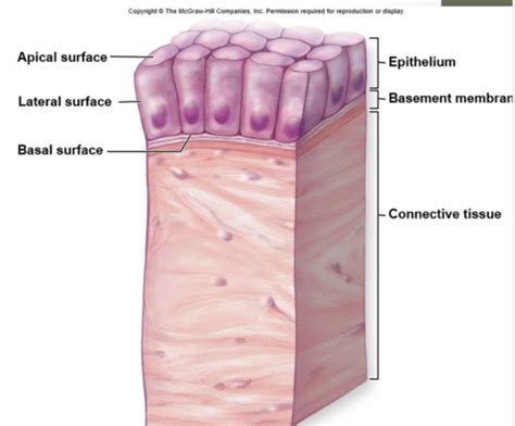 Epithelial Tissue Flashcards Quizlet