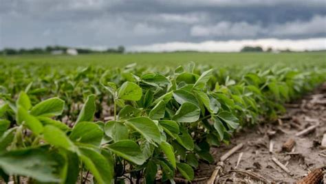 Soja Como Evitar Perdas Na Colheita Agroadvance