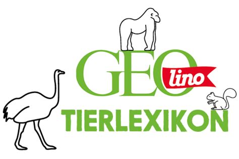 Koala Tier Steckbrief im Tierlexikon für Kinder GEOLINO