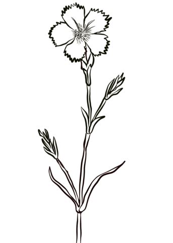 Disegni Da Colorare Di Due Garofani Disegni Da Colorare Di Garofani