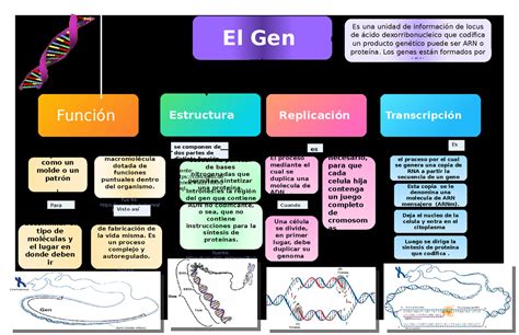 EL GEN MAPA Conceptual Resumen Sobre El GEN Operan Como Un Molde O