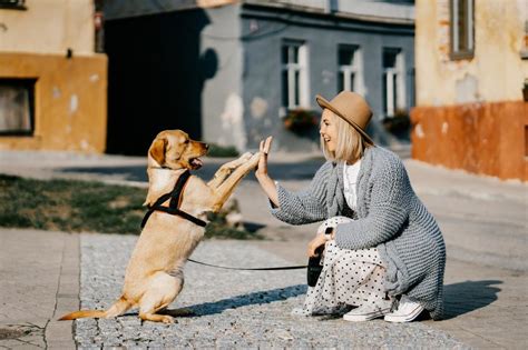 Top 4 des races de chiens préférées des Français Dogue de Bordeaux
