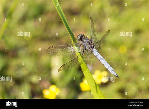 A Male Keeled Skimmer Dragonfly Othetrum Coerulescens Resting By A
