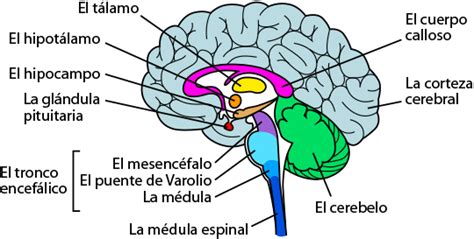 El Cerebro Partes Del Cerebro