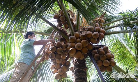 Huyện Chợ Gạo Điểm sáng trong phát triển kinh tế xã hội Báo Ấp Bắc