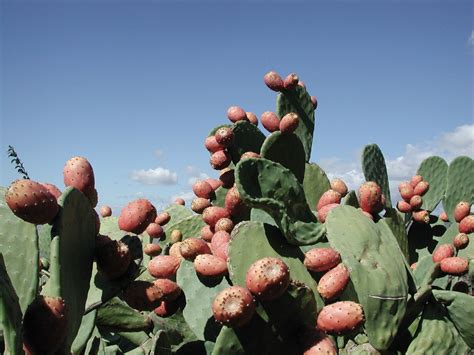 Fichi d India Origini caratteristiche e proprietà