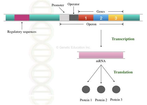 Trp Lac Operon And Gene Regulation In Bacteria Genetic Education
