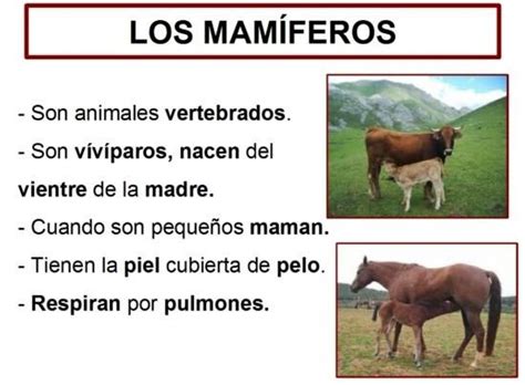 Menos télex delicado animales mamiferos para niños Drástico Son vértice