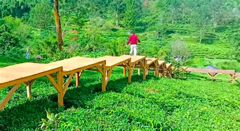 Wisata Bogor Terbaru 2022 Tea Bridge Gunung Mas Puncak Segini Harga