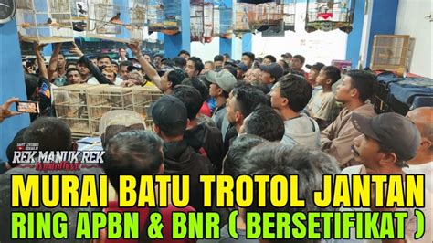 Murai Batu Trotol Jantan Ternakan Ring Apbn Bnr Bersertifikat Youtube