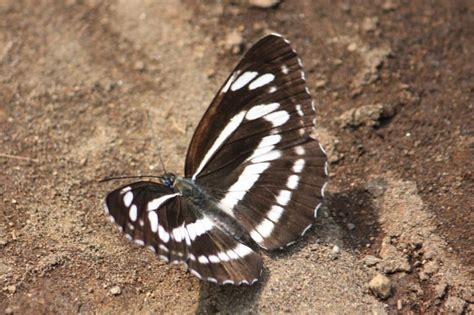 ミスジチョウ珍しい生態写真や生息地食草越冬亜種などを解説 蝶と昆虫のWEBメディア