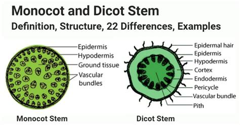 The Structure Of A Monocoot And Dicot Stem Labeled In Two Different