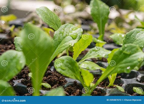 Small To Medium Sized Lettuce Seedlings Good Root System Beautiful