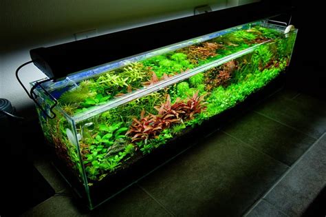 12 Gallon Aquarium Dutch Aquascape Planted Tank By Binbin9 Aquarium Set