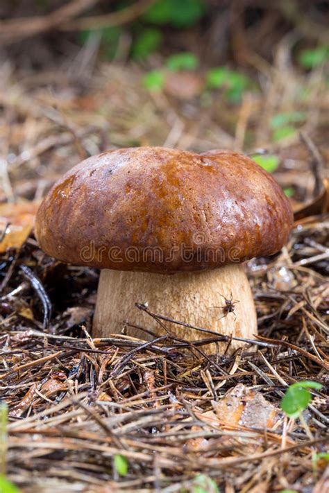 Porcini Mushroom In Natural Enviroment Stock Image Image Of Brown