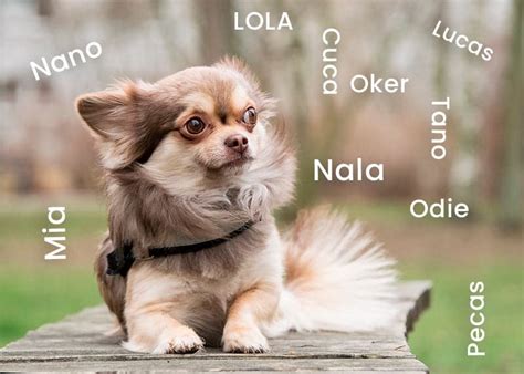 Conoces estos Nombres para Perros pequeños o mini