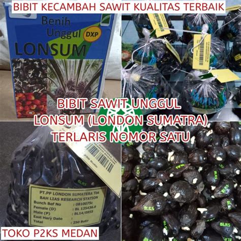 Jual BIBIT SAWIT LONSUM LONDON SUMATRABENIH KECAMBAH POLONG KELAPA