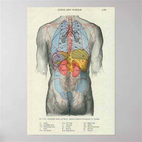 Human Anatomy Diagram Organs Back View Human Organ Diagram Back And