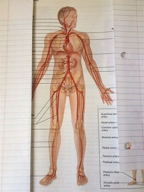 Major Arteries Of The Systemic Circulation Diagram Quizlet