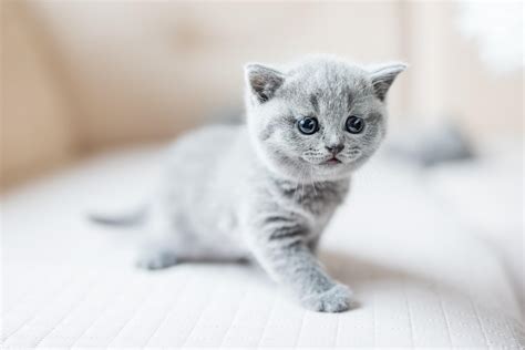En Güzel Yabancı Kedi İsimleri Miyavliyo