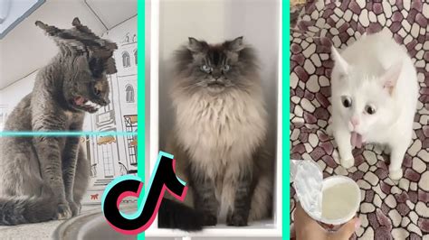 BEST DANK CAT MEMES COMPILATION OF NOVEMBER 2020 3 Funny Cat