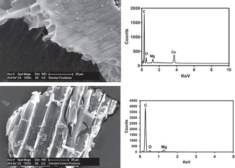 SEM Micrographs And EDX Spectra Of BCP Top BBCP Bottom At