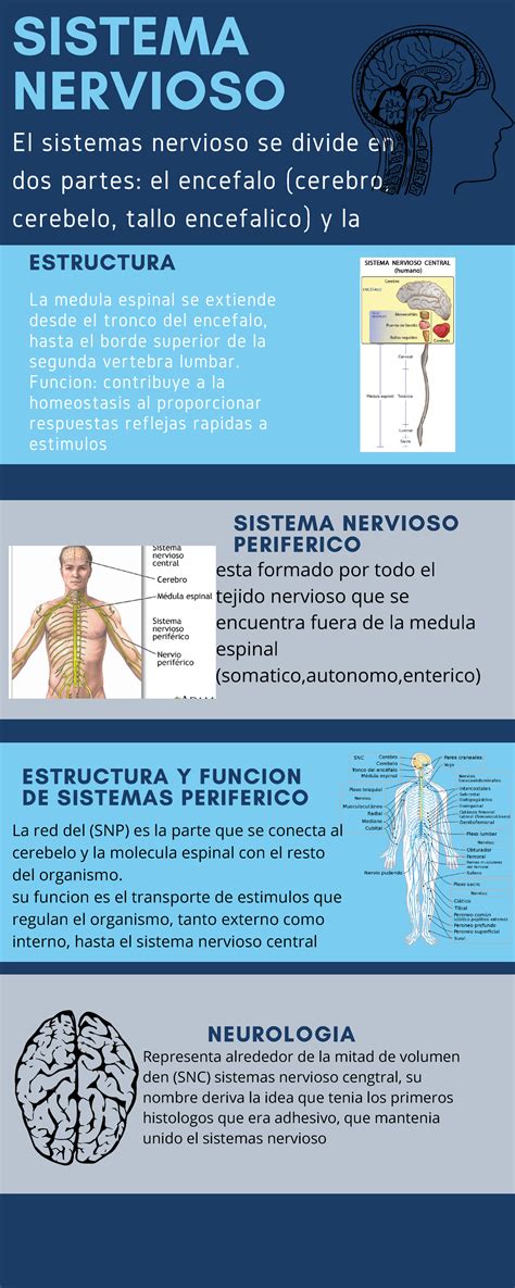 Infograf A Del Sistema Nervioso Sistema Nervioso El Sistemas