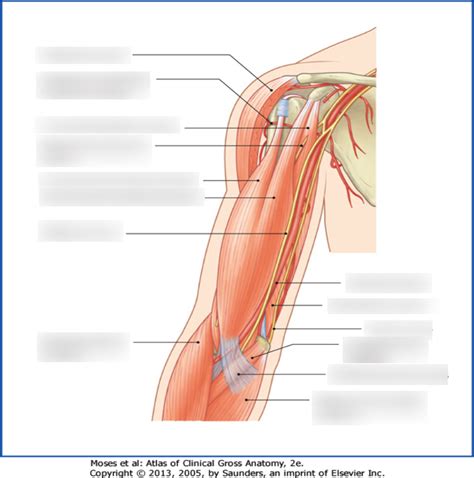 Superficial Anterior Arm Diagram Diagram Quizlet