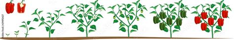 Life Cycle Of Pepper Plant Growth Stages From Seed To Flowering And