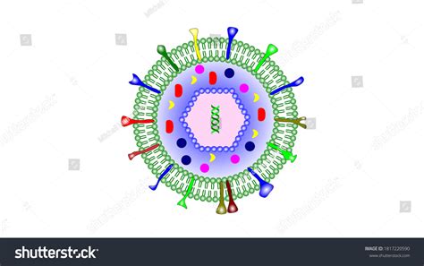 This Structure Herpes Simplex Virus Hsv Stock Illustration