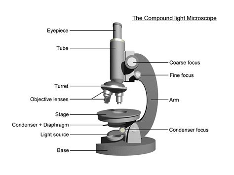 Labeling A Compound Light Microscope